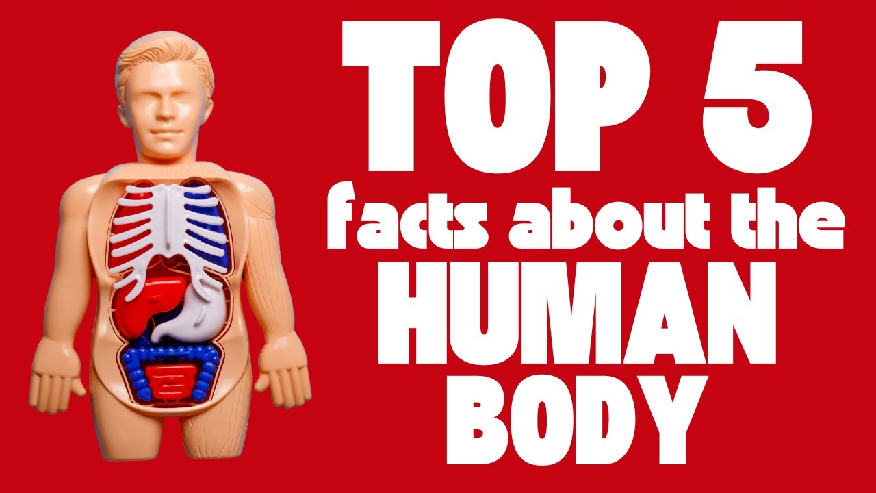 Top 5 facts about the Human Body - YouTube