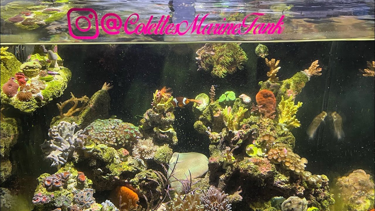 Update Last night Flatworms in a marine tank mixed reef tank saltwater ...