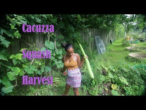 Cucuzza (Italian Gourd) Squash - YouTube