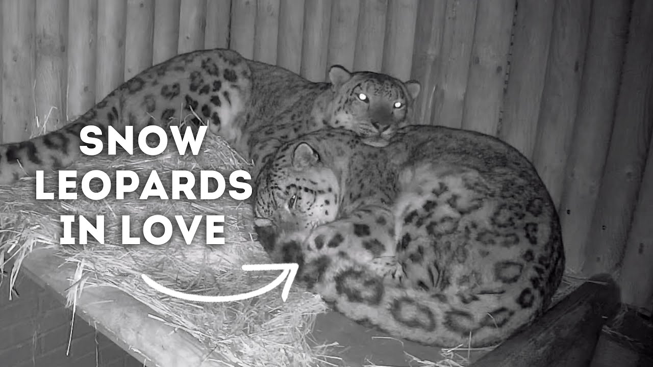 The Most Caring Couple EVER! | Snow Leopard Sundays - YouTube