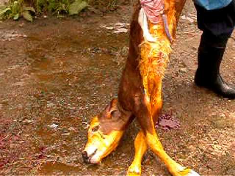 Cow Breech Birth - YouTube