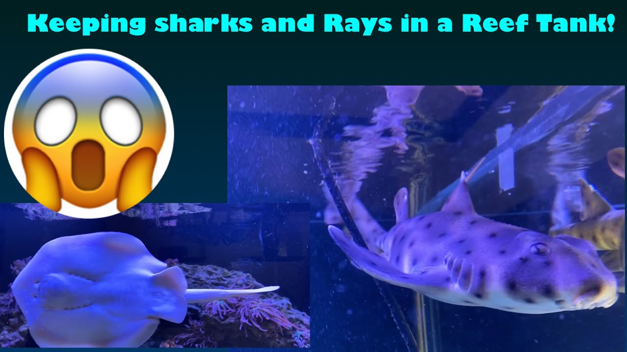 Saltwater Aquarium Sharks And Rays Two Thirds Of Reef Sharks And Rays