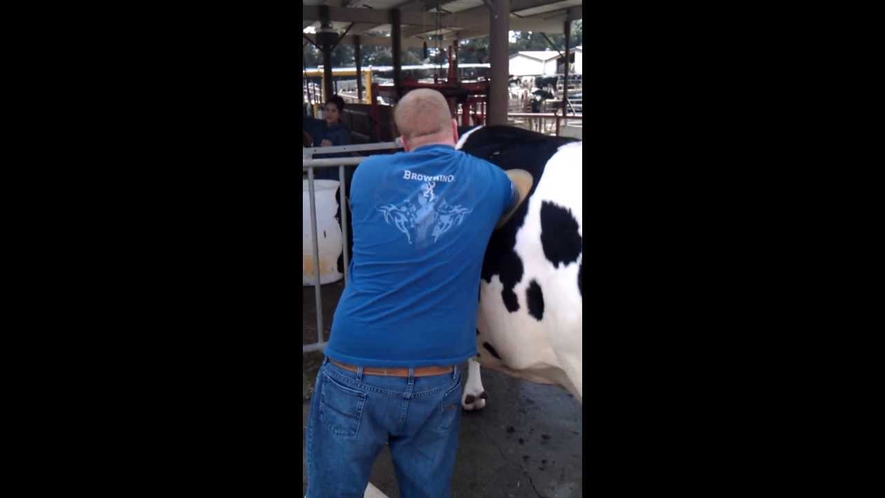 my experience fistulated cow - YouTube