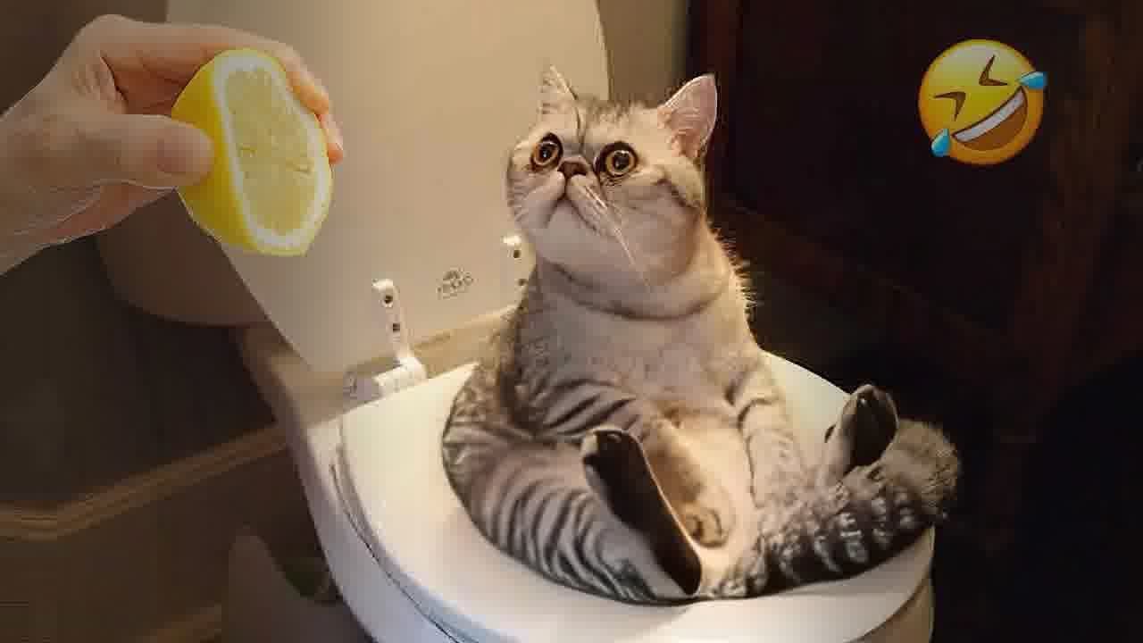 IMPOSSIBLE TRY NOT TO LAUGH 🐕😸 Best Funny Videos compilation Of The ...