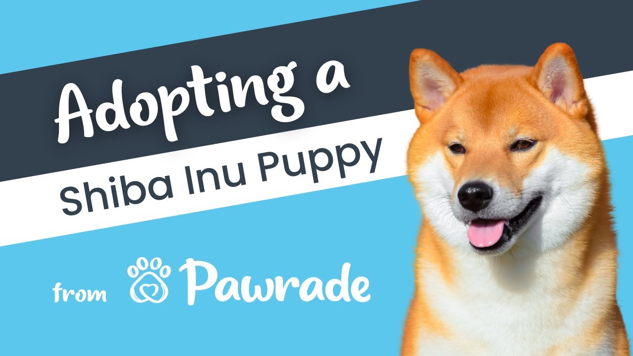 We could find the perfect puppy on Pawrade.com!!! 🐶 - YouTube