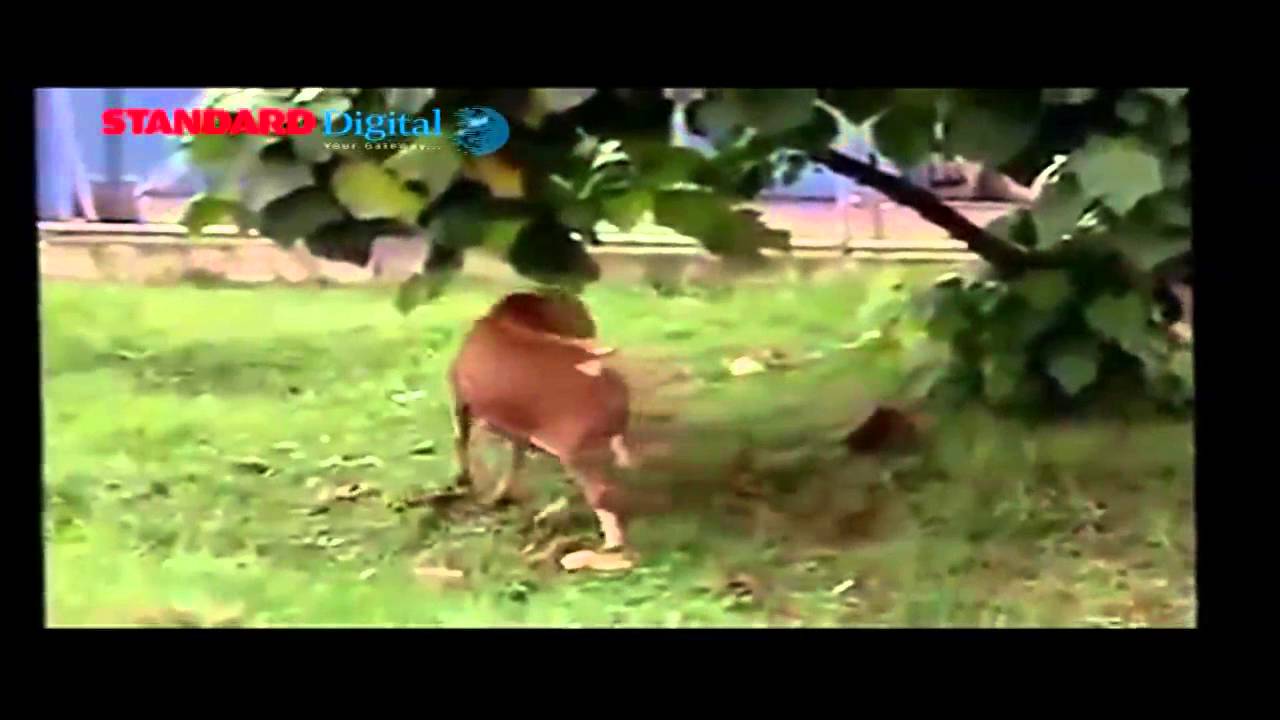 ON THE RAMPAGE: Sheep gets angry hitting police officer on the knee ...