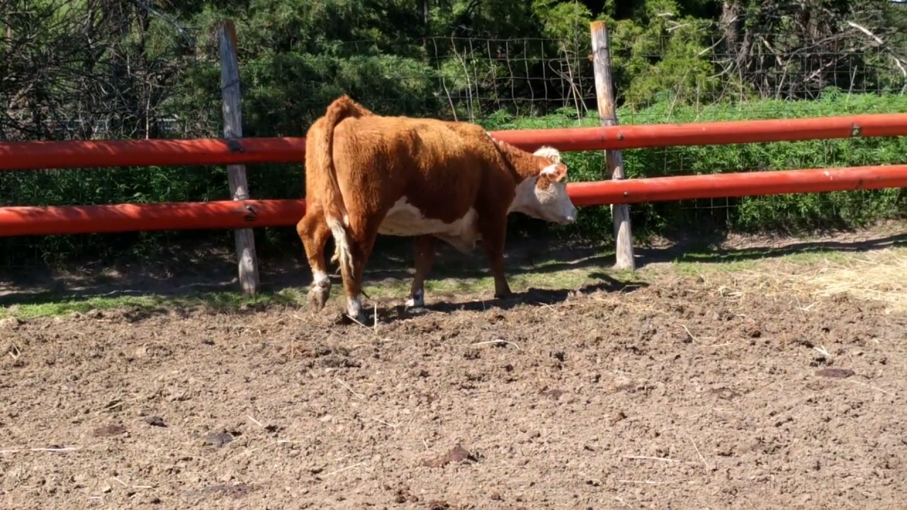 Registered fall calving cows video 5 - YouTube