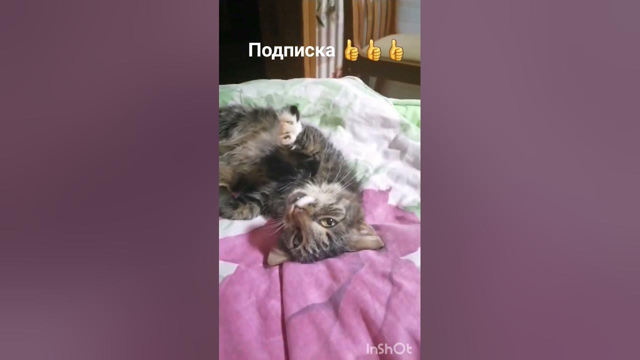 маленький неволяшка😊😊 - YouTube