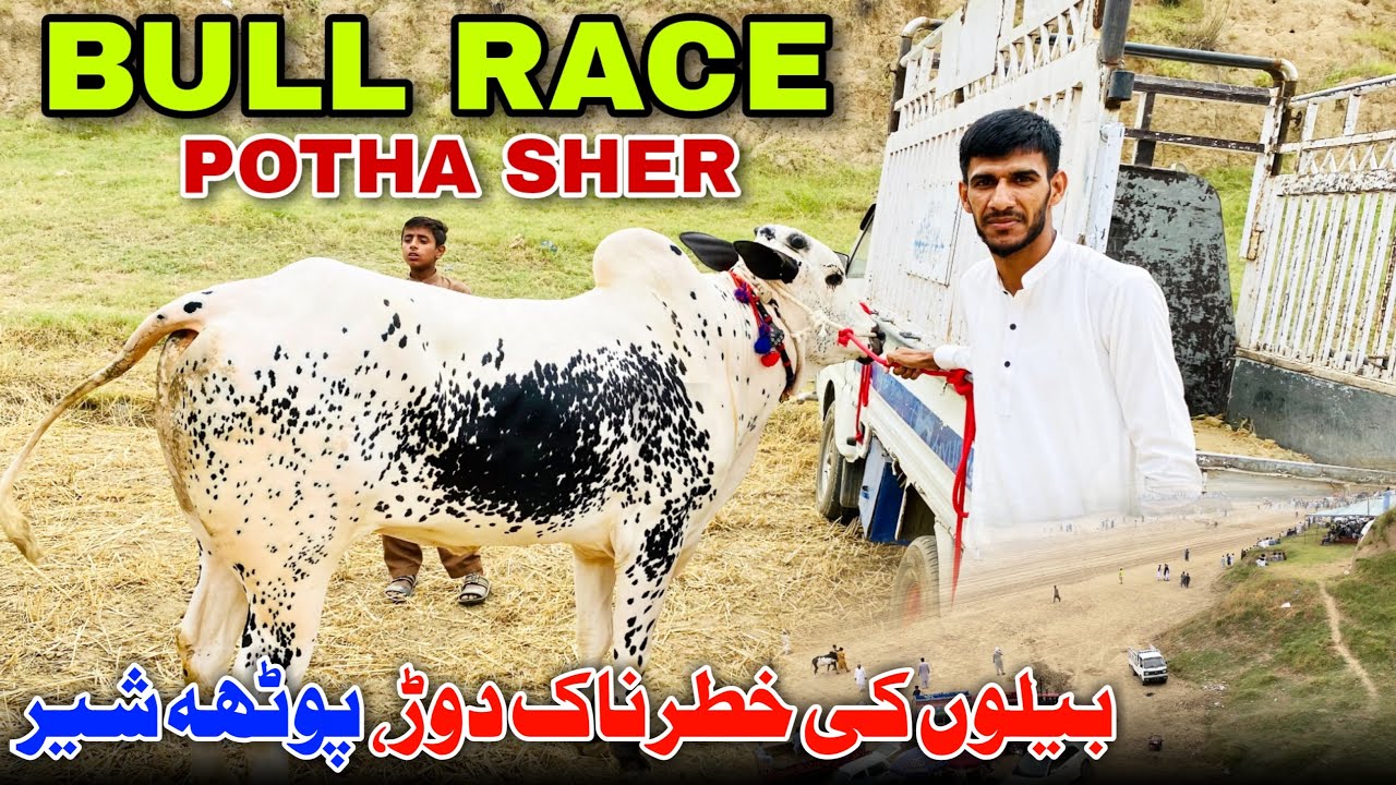 Bull Race at Potha Sher Mela 😍 Dadyal Festival 2025 || Family Vlog ...