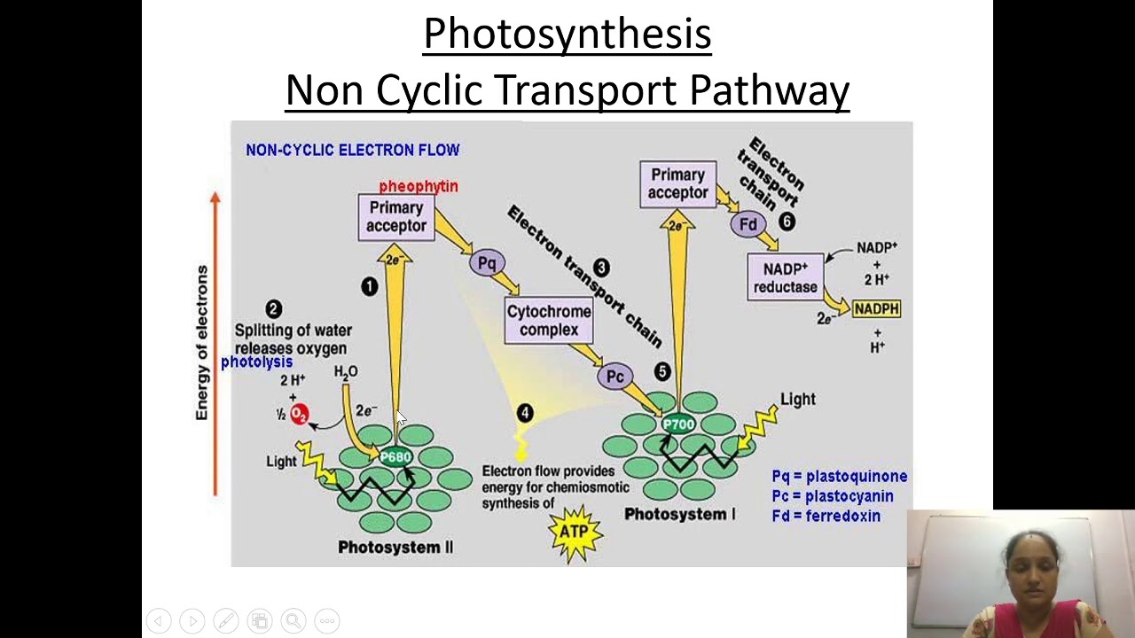 Non Cylic transport pathway:XI - YouTube