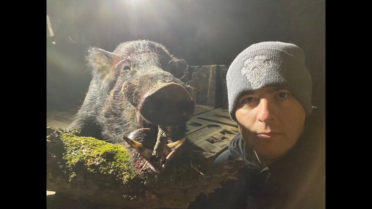 South Alabama big thick wild boar hog 🐗🐗🐗 - YouTube