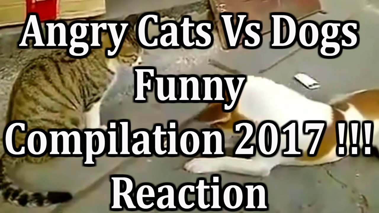 Angry Cats Vs Dogs Funny Compilation 2017 !!! Reaction - YouTube