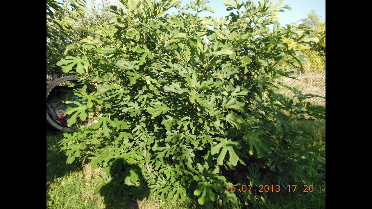 Smochinul azi 15 iulie 2013 - YouTube