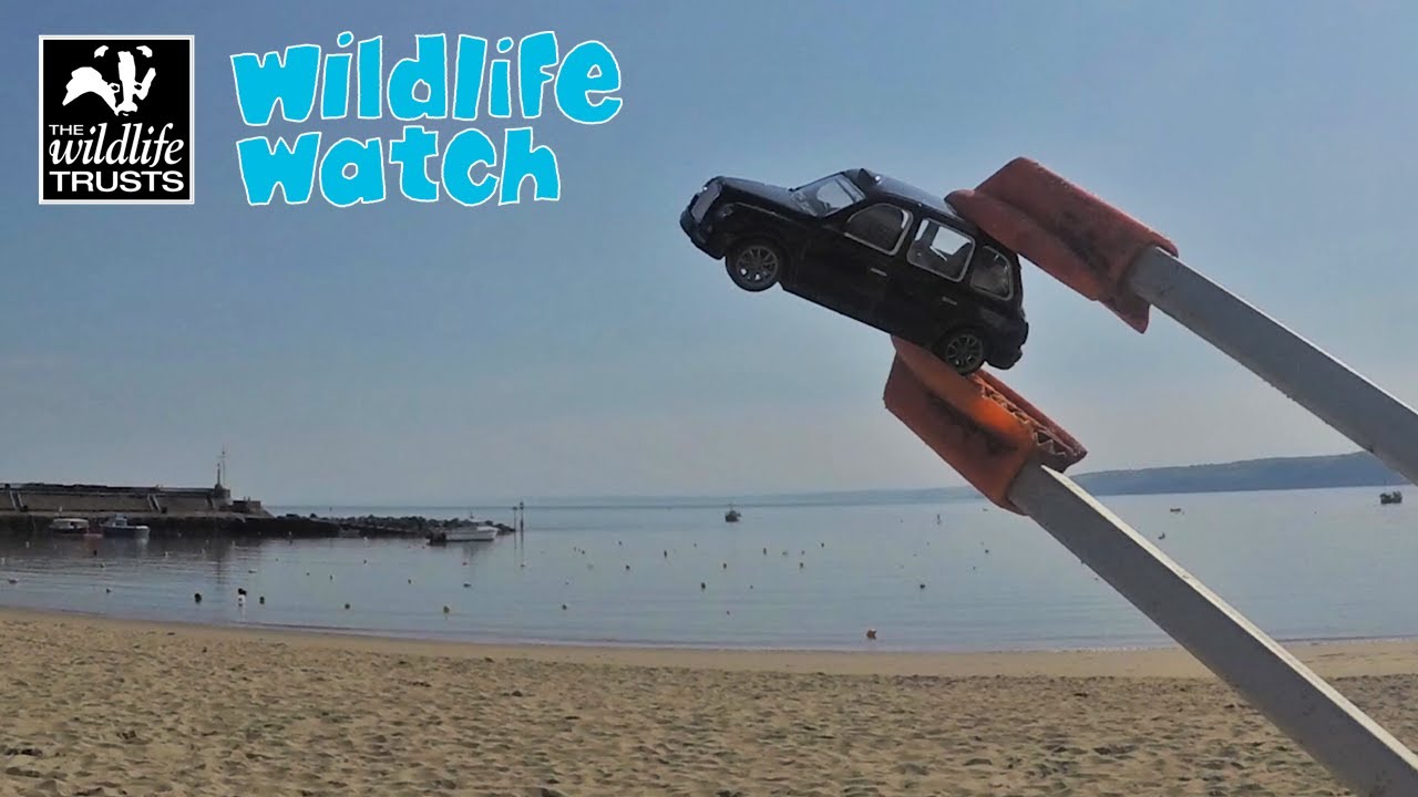 Wildlife Wednesday: How to go on a beach clean! - YouTube