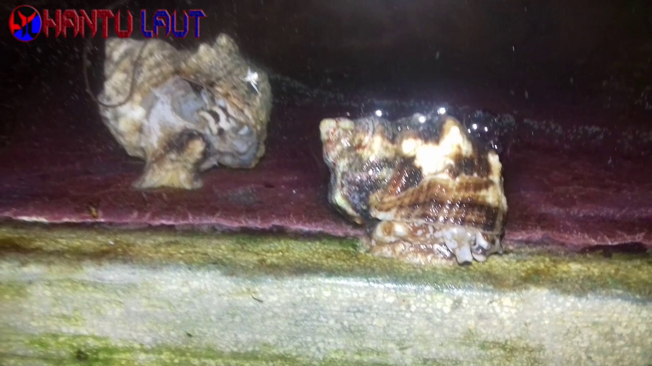 Pemijahan Siput Mata Bulan (Turbo chrysostomus) - YouTube
