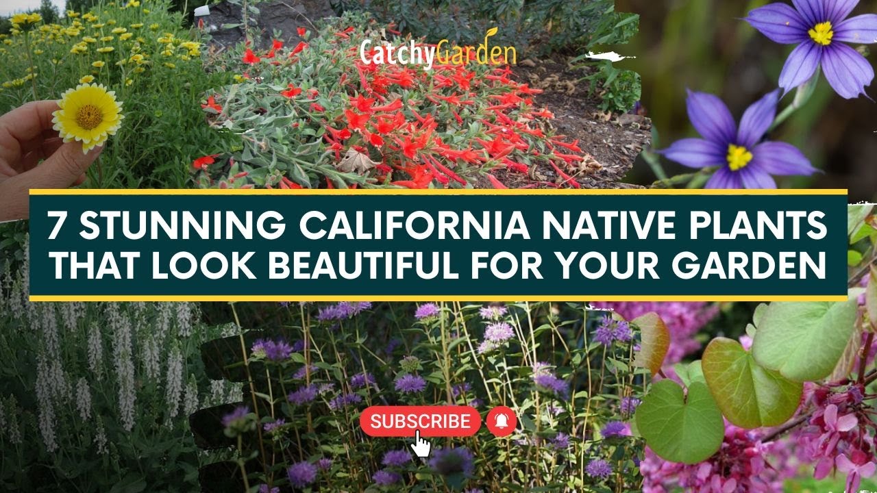 7 Stunning California Native Plants That Look Beautiful for Your Garden ...