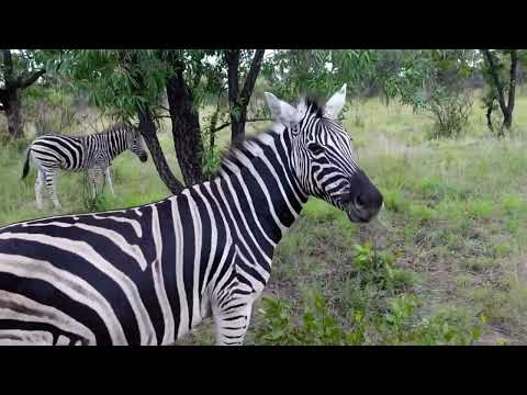 POV: You're on a Safari in South Africa!