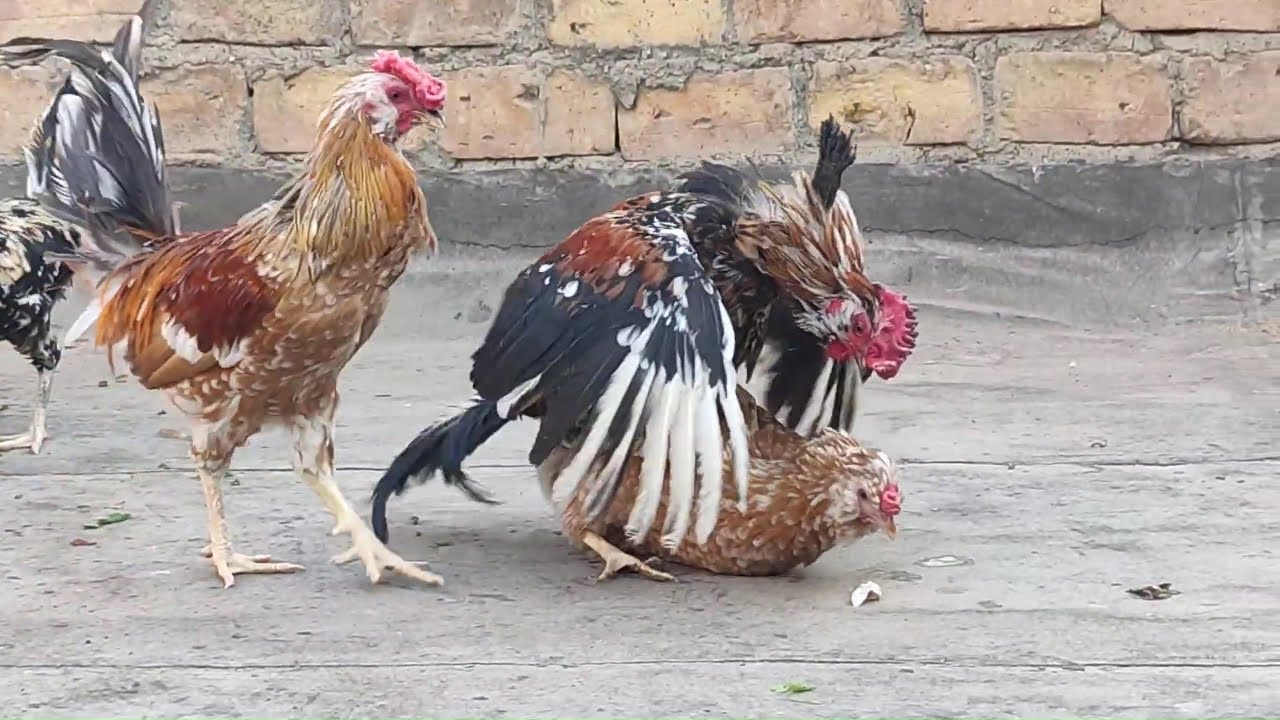 Roosters mating on chickens - YouTube