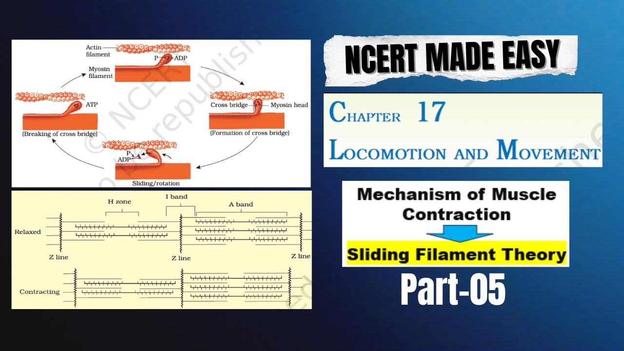 Locomotion and Movement | Part 05 | Sliding Filament Theory | Muscle ...