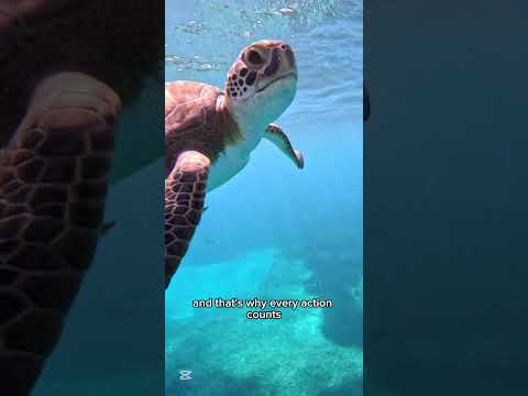 Save the Turtles - YouTube
