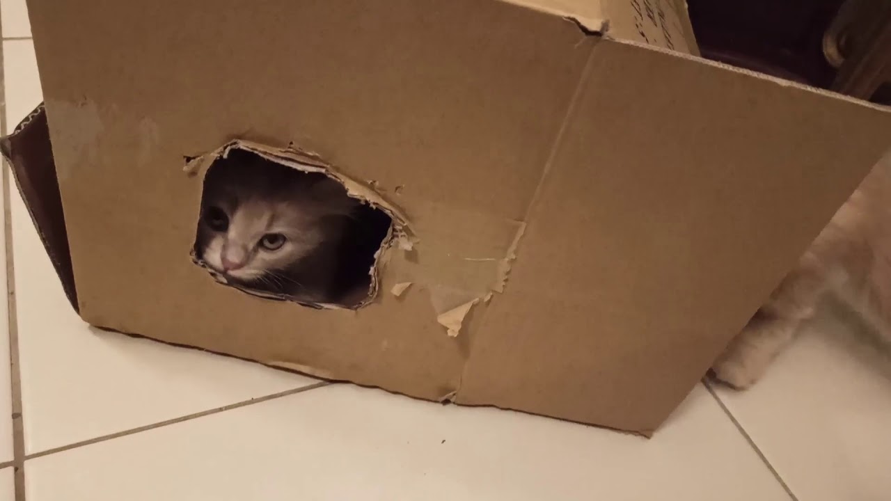 Raising Cats episode 4 The Box - YouTube