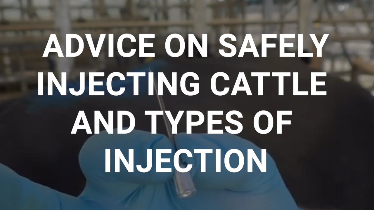 Advice on safely injecting cattle and types of injection - YouTube