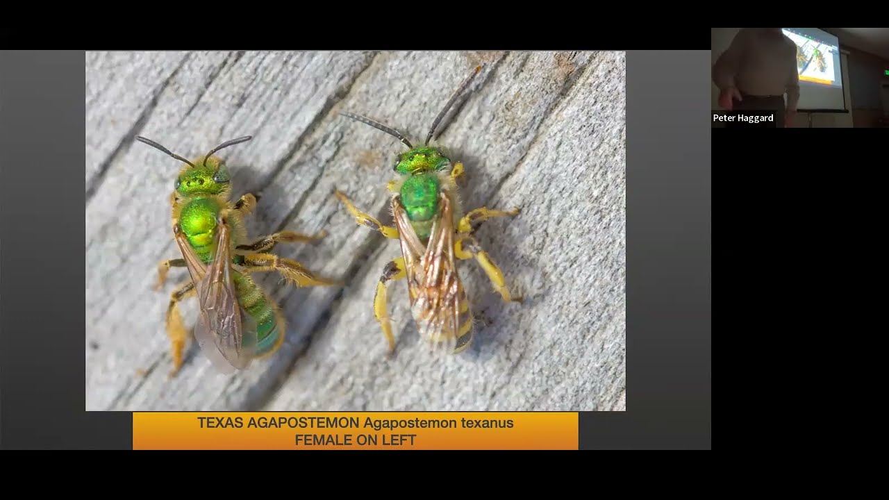 Encouraging Indigenous Wildlife--Insects to Birds--in the Garden ...