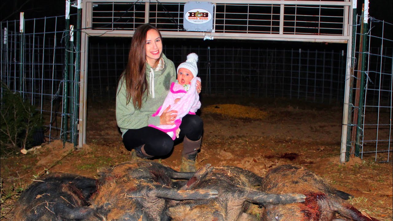 Trapping Hogs with Our Hogg Boss Gate System! - YouTube