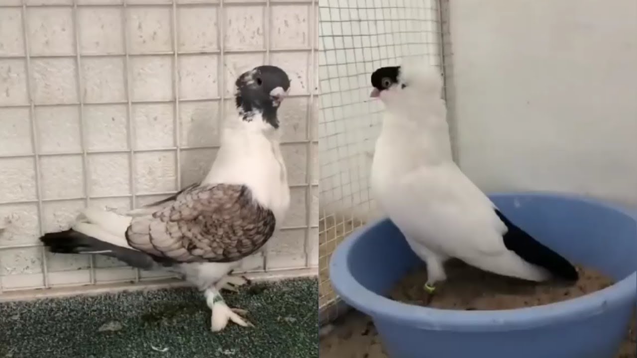 Helmet Pigeons & Satineete Pigeons & Fancy Breeds - YouTube