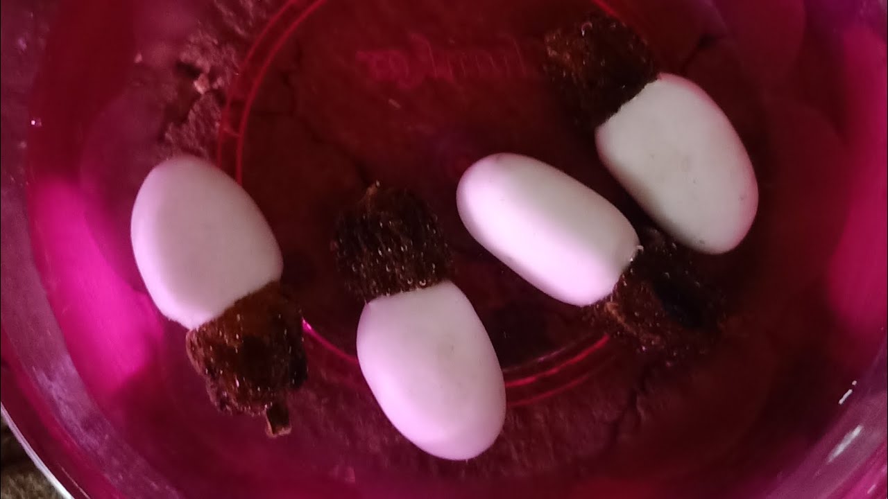 white Biba seed's !!⚡ fire test ## colle me ;-🤙📞 8788341493 🤙 ## safed ...
