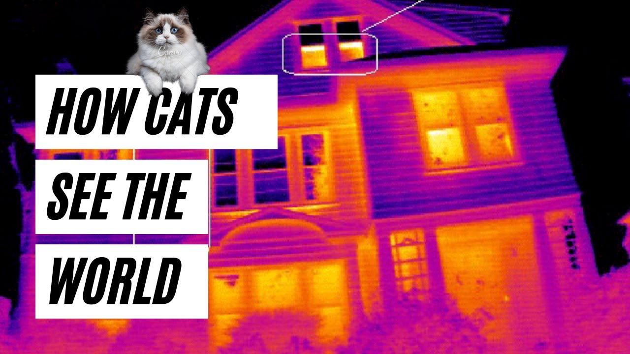 How Cats See The World - YouTube