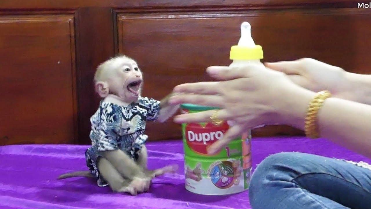 Moly CryRequest Milk While Mom Mixed | Moly Learn To Walk After Milk ...