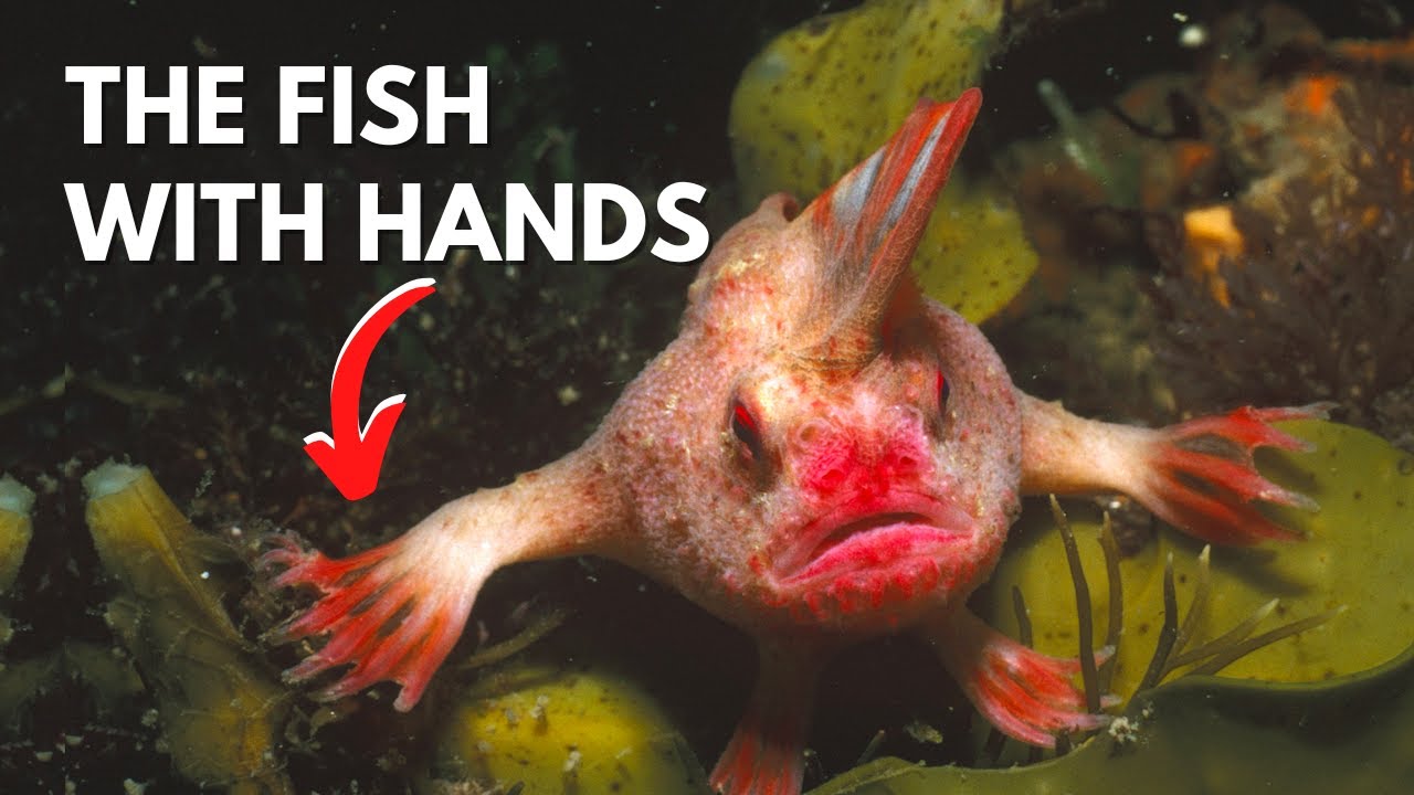 The Handfish: A Fish That Walks On the seafloor - YouTube