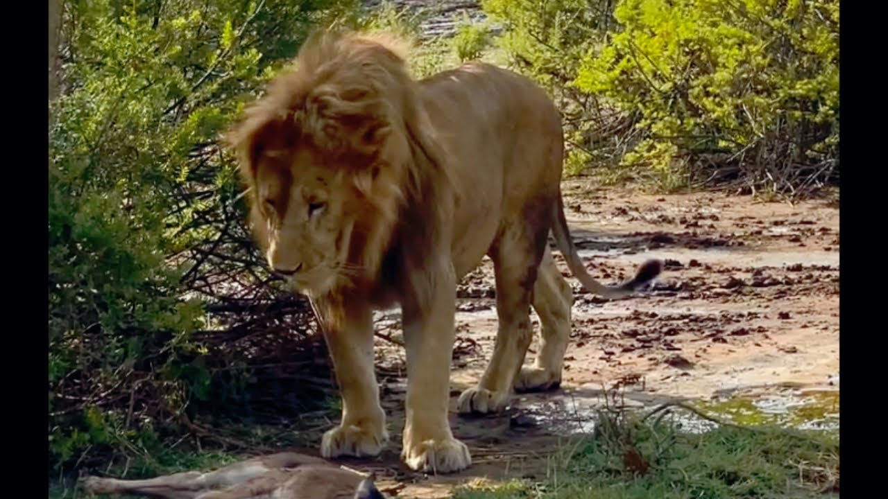 Lake Ndutu Male Lion | Serengeti | 25 January 2025 - YouTube