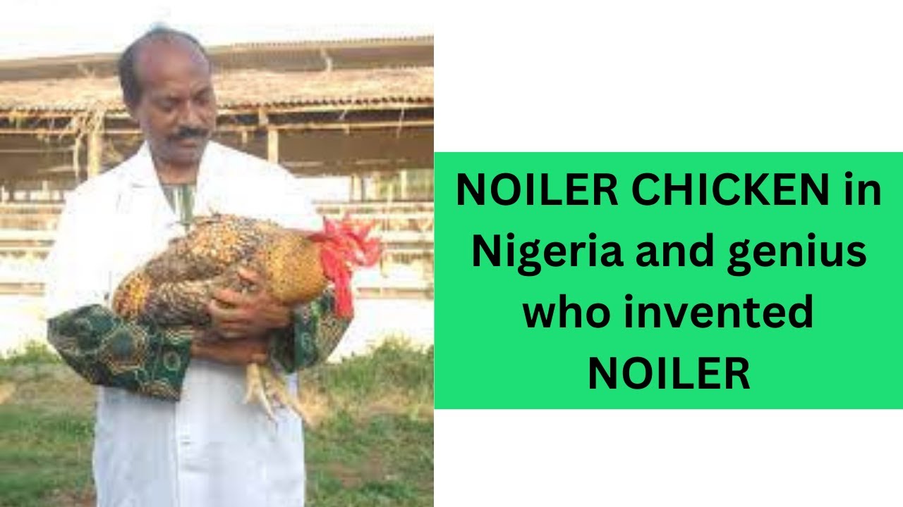 Noiler Chicken in Nigeria and genius who invented Noiler - YouTube