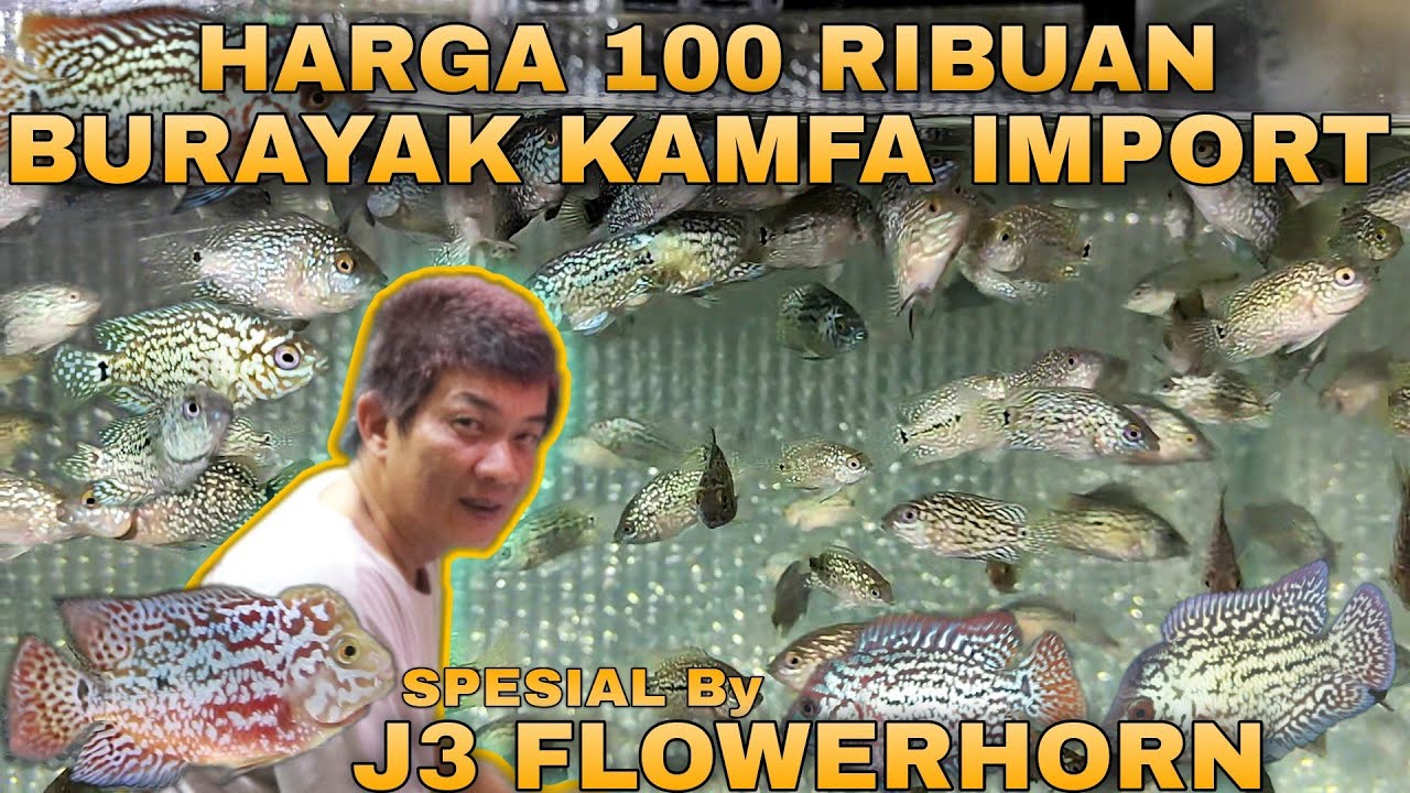 Survey Harga Burayak Louhan Kamfa F2 Thailand 100 Ribuan Di J3