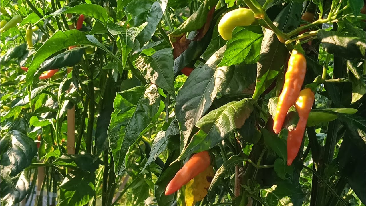 cabe banyak terserang kuning atau bule tapi tetap berbuah - YouTube