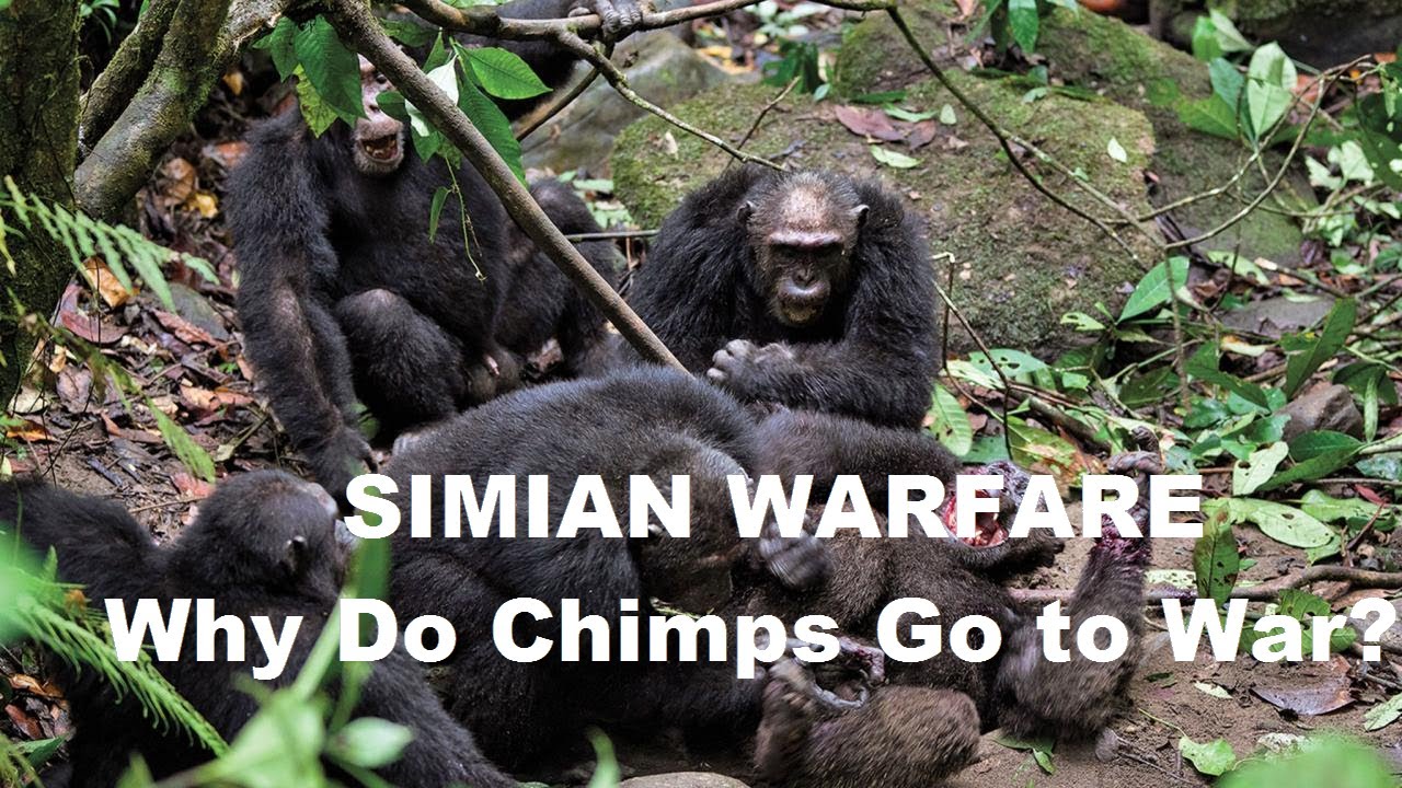 "Simian Warfare: Why Do Wild Chimps Go to War?" - YouTube