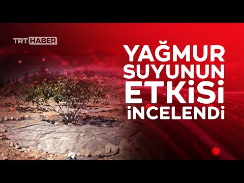 Yağmur suyuyla sulanan fıstık ağaçlarının verimi arttı