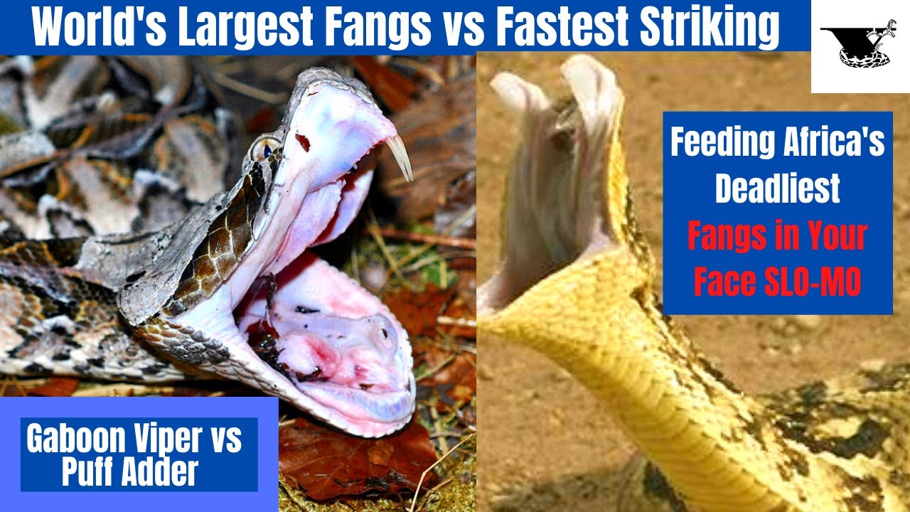 Gaboon Viper vs Puff Adder | Feeding Africa's Deadliest Vipers - YouTube