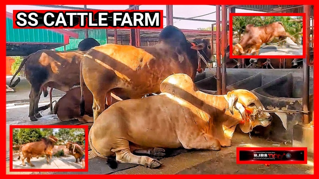 Batch 2023 | Collection 2023 | MashAllah | SS Cattle Farm | Eid ...