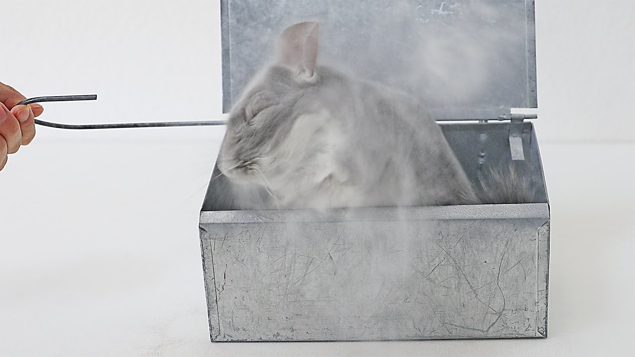 Ultimate Chinchilla Dust Bath! - YouTube