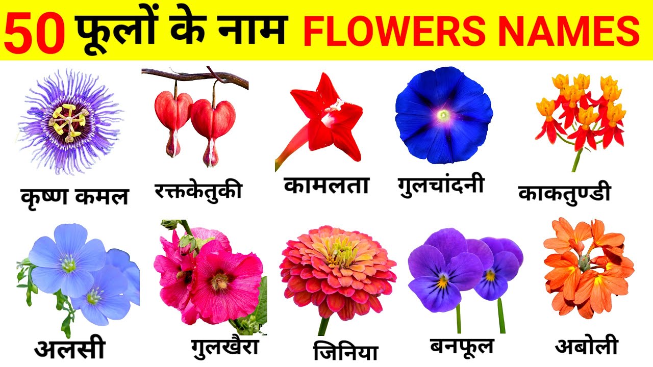 Flowers Pictures And Their Names In Hindi | Best Flower Site
