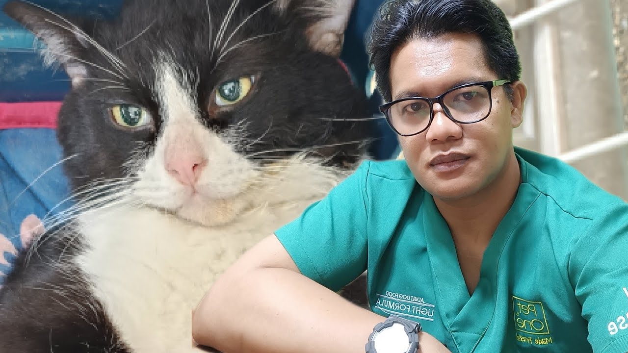 Cat Flank Spay Small incision - Cutie Hole -#veterinarian #vet #cat # ...