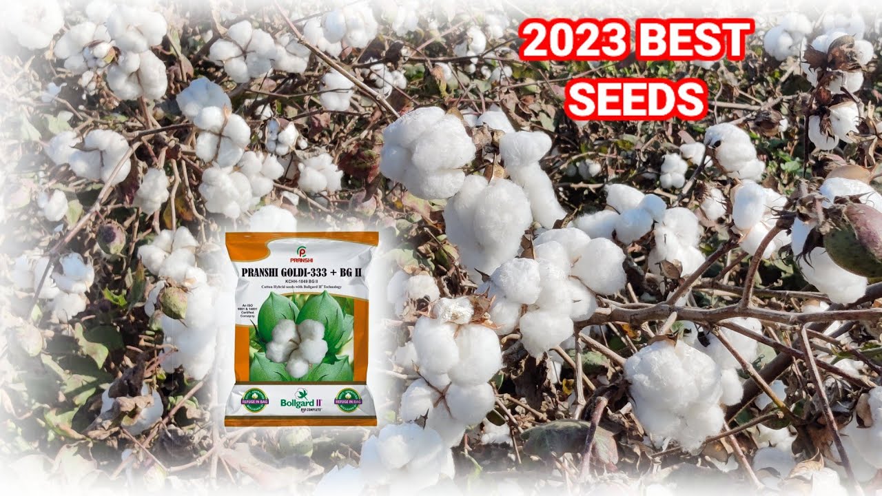 #BT COTTON SEEDS 2023 TOP TEN VARIETY BEST RESULT BEST YEILD MADHYA ...