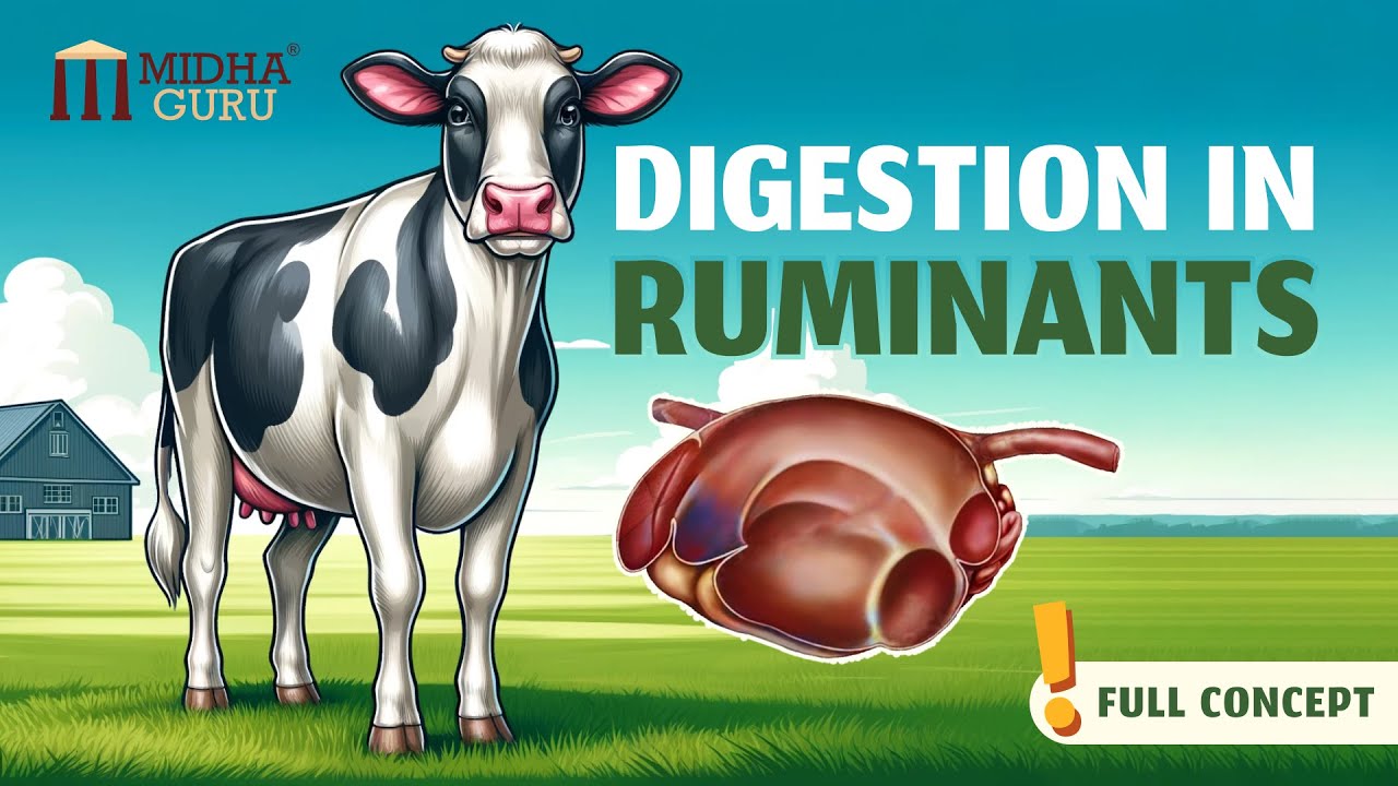Digestion in Ruminants - YouTube