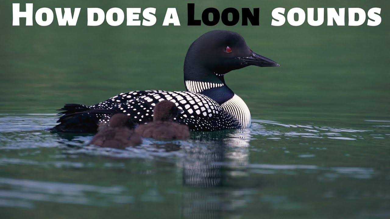 How does a Loon sounds - YouTube