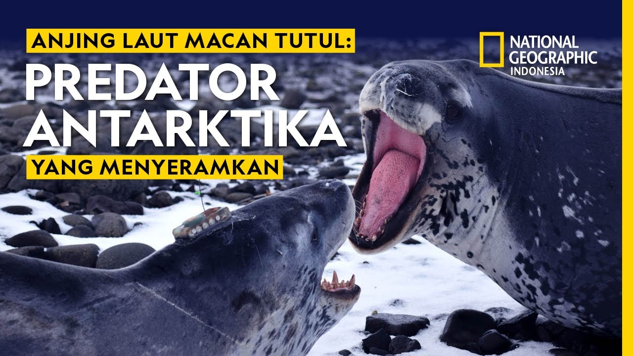 Anjing Laut Macan Tutul: Predator Antarktika yang Menyeramkan - YouTube