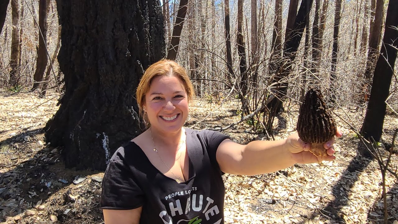 Burn Morels, Pickles, Greenies! "Morchella Capitata" Choice Burn Edible ...