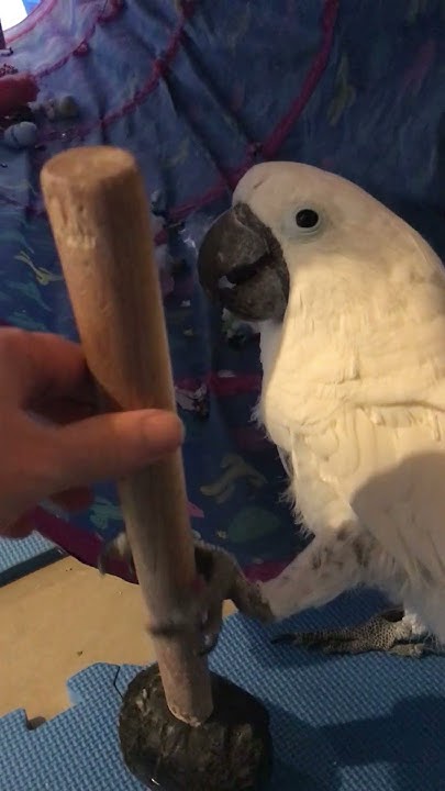 Cockatoo catches on to Mom's game... - YouTube